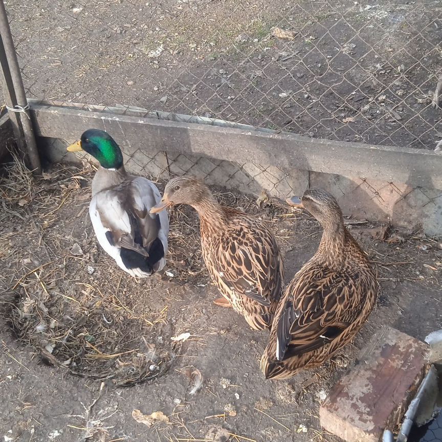 Продам подсадных уток