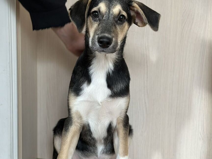 Щеночек метис овчарки