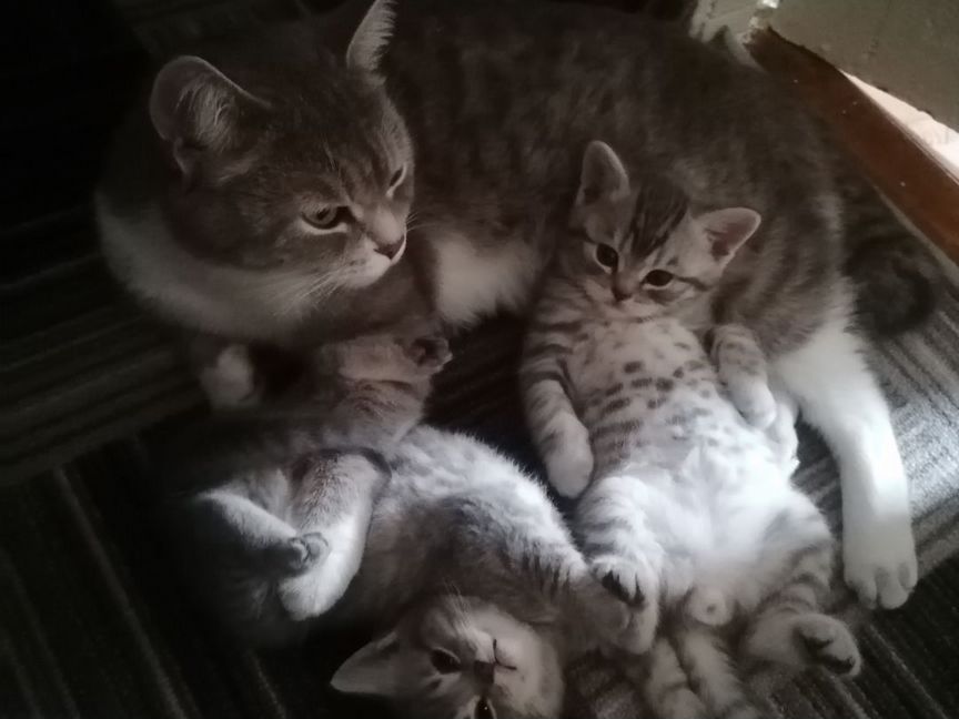 Шотландские котята