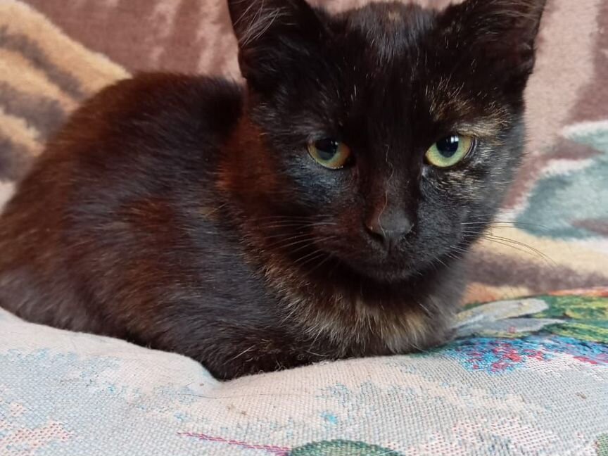 Котенок Лаура в дар. 4 месяца. Приют Некрасовка