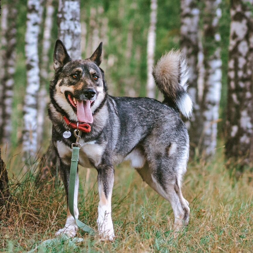 Собака Байкал в добрые руки