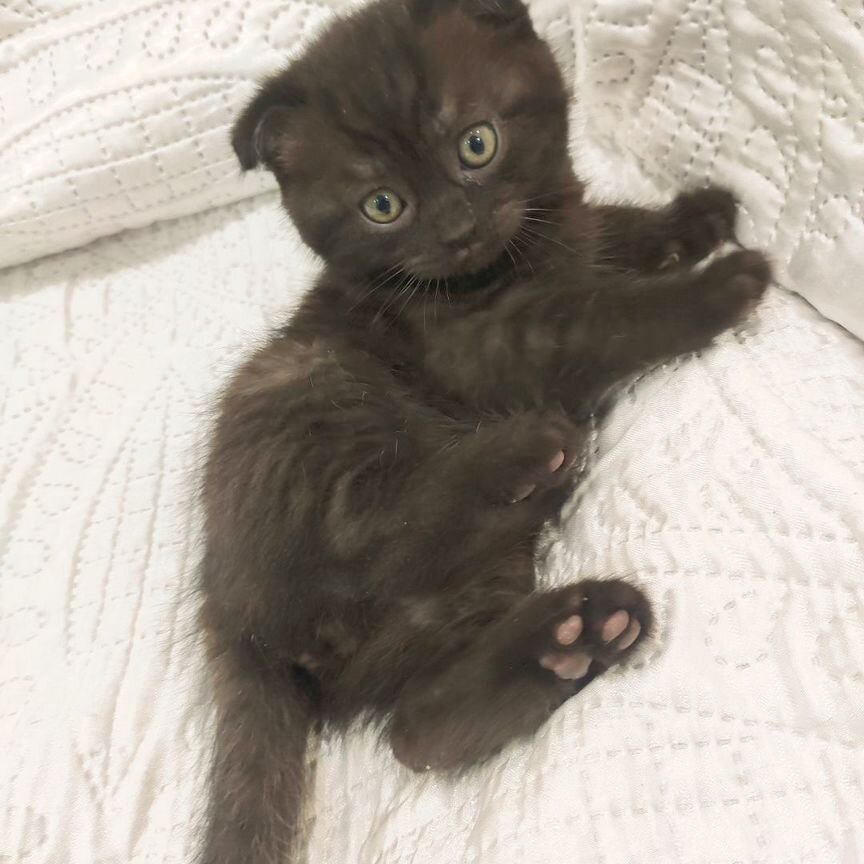 Котята Британские