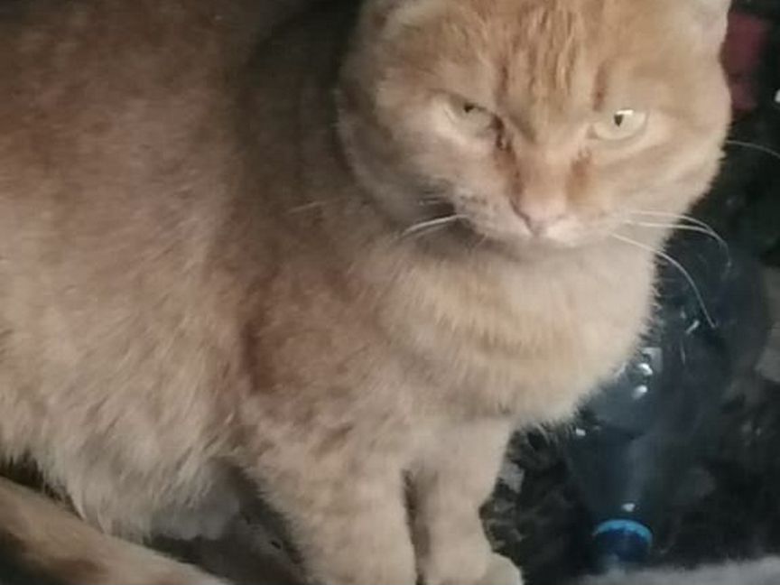 Кошка в опасности