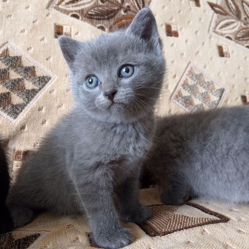 Отдам котят в добрые руки