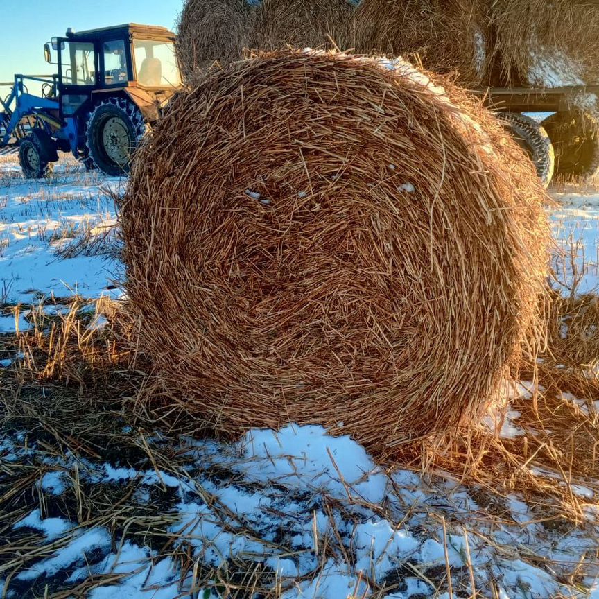 Гречневая солома с зеленью