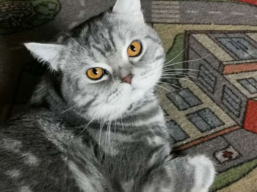 Шотландский котик на вязку