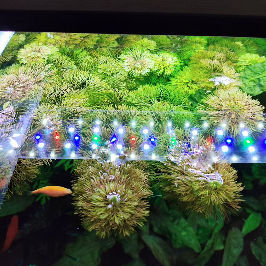 Аквариумное растение