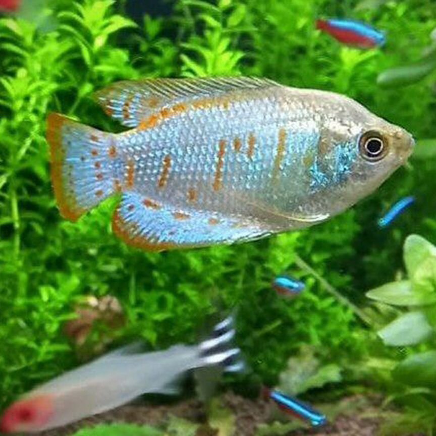 Аквариумные рыбки лялиус