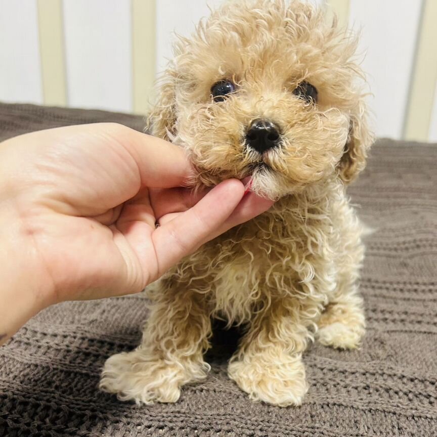 Той-пудель, щенок