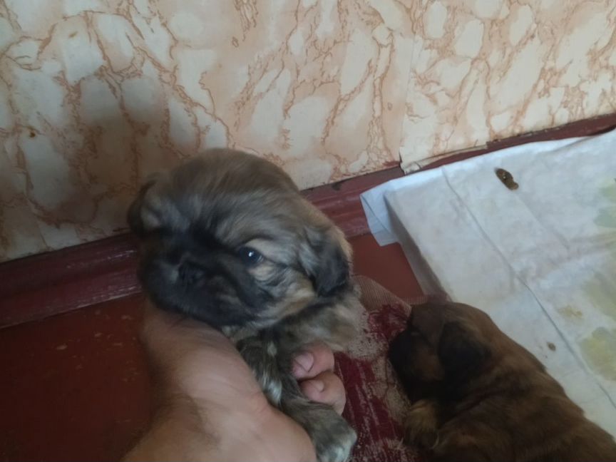 Щенки пекинеса девочка