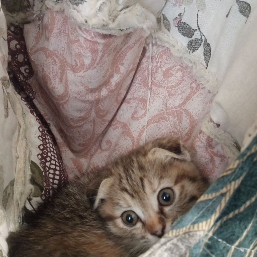 Шотландская пуговка