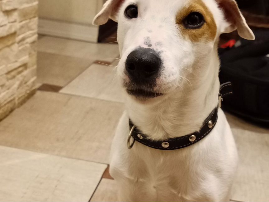 Джек Рассел терьер