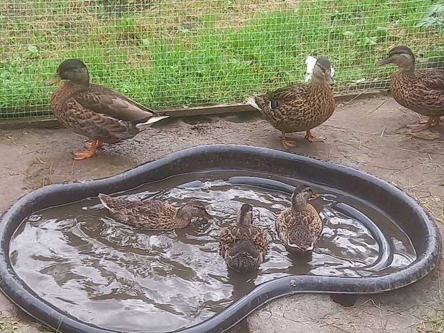 Пролаю подсадных уток 9шт.семья