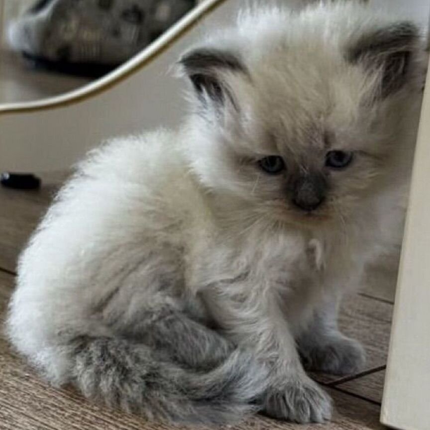 Невский маскарадный котёнок