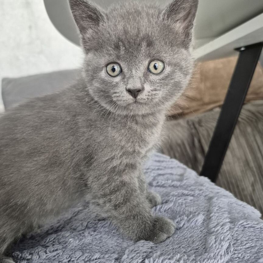 Британский короткошёрстный котёнок