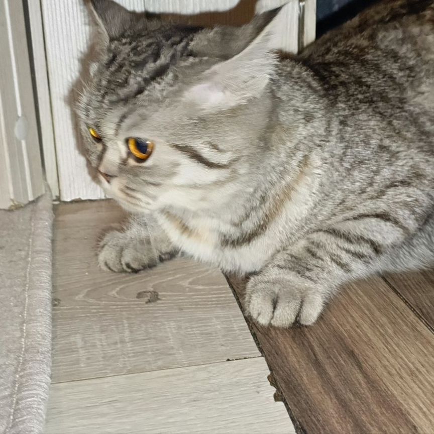 Кошки вислоухие бесплатно