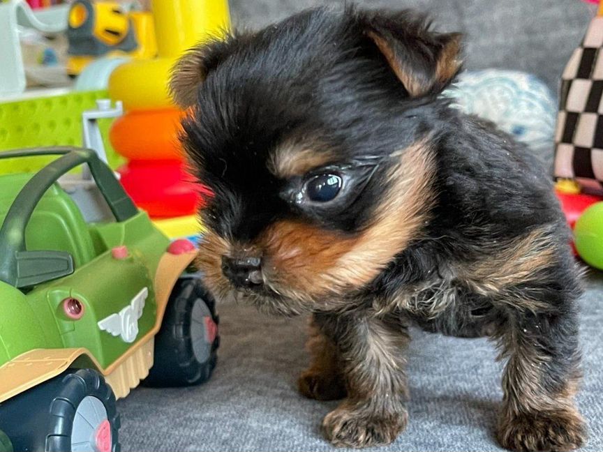 Йоркширский терьер щенки