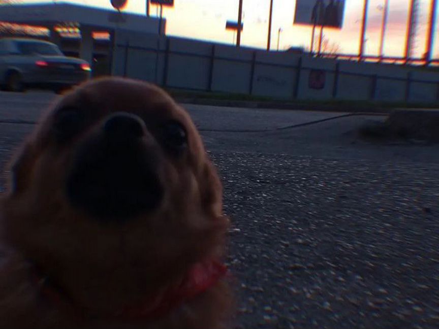 Джентльмен ищет Даму