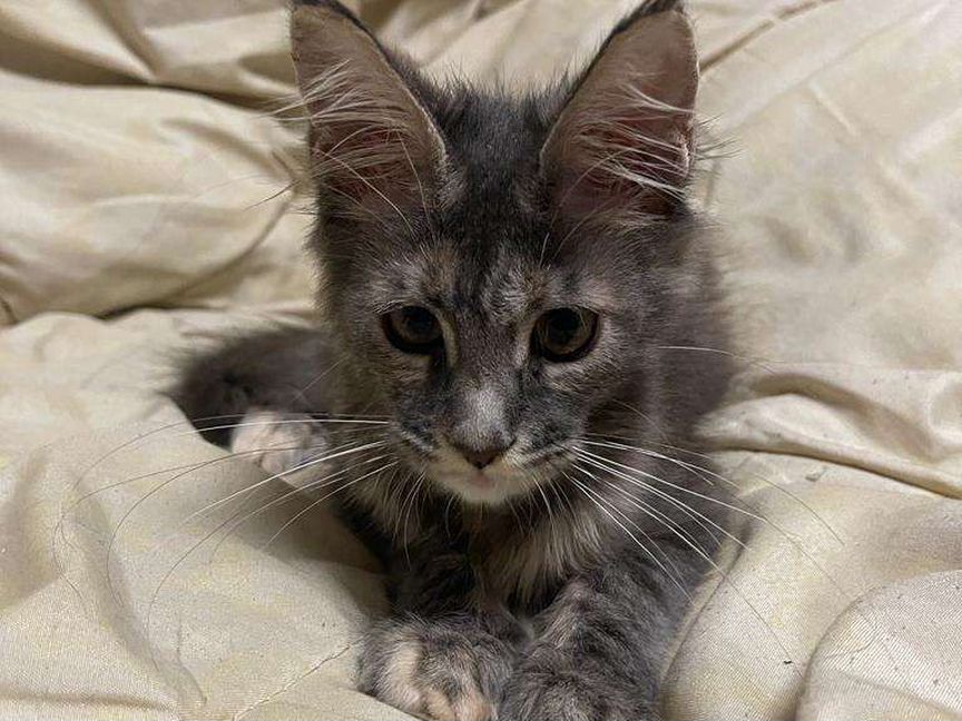 Мейн кун черепаховая девочка 2.5 мес