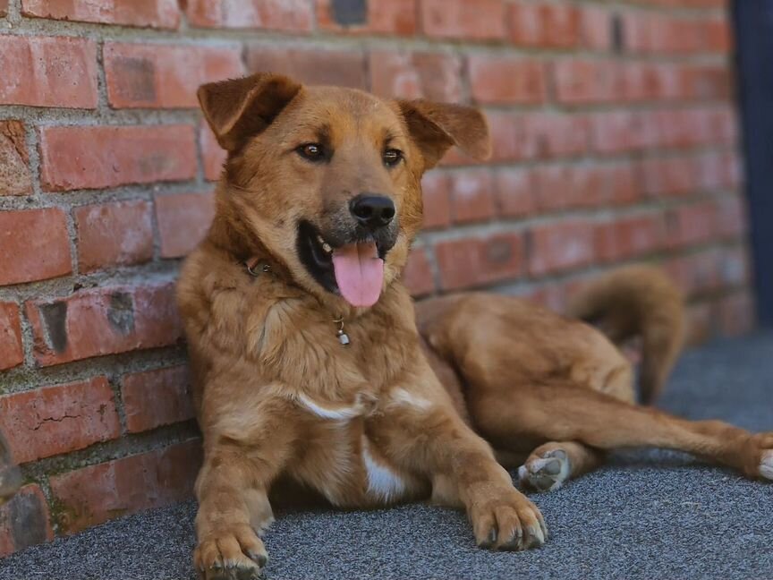 Рыжая собака