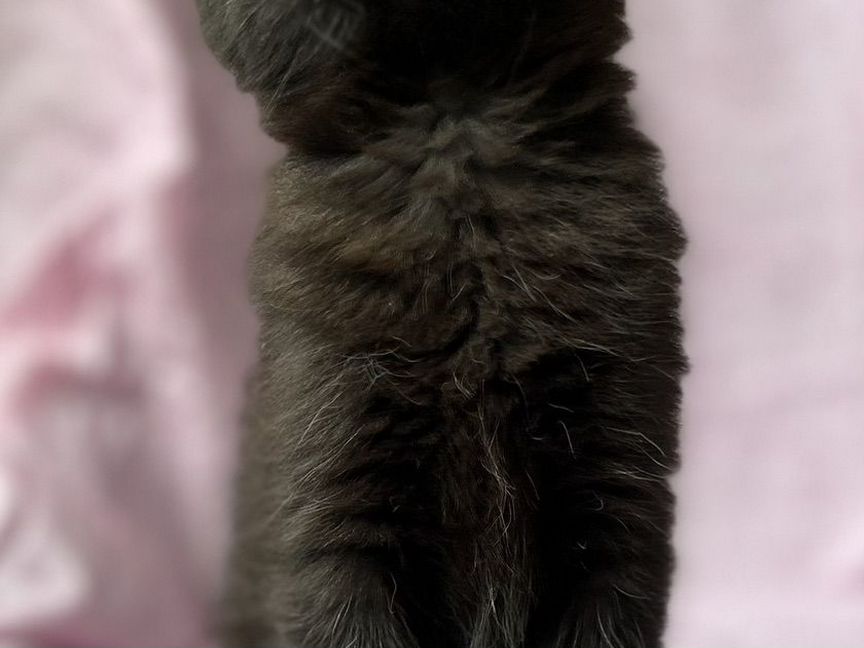 Котенок Виви ждёт хозяина
