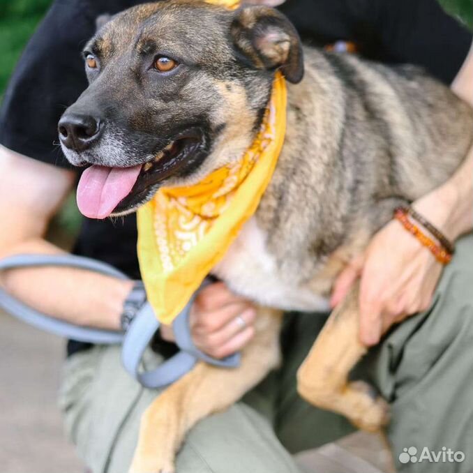 Спасите Малыша Добби из приюта, подарите ему семью