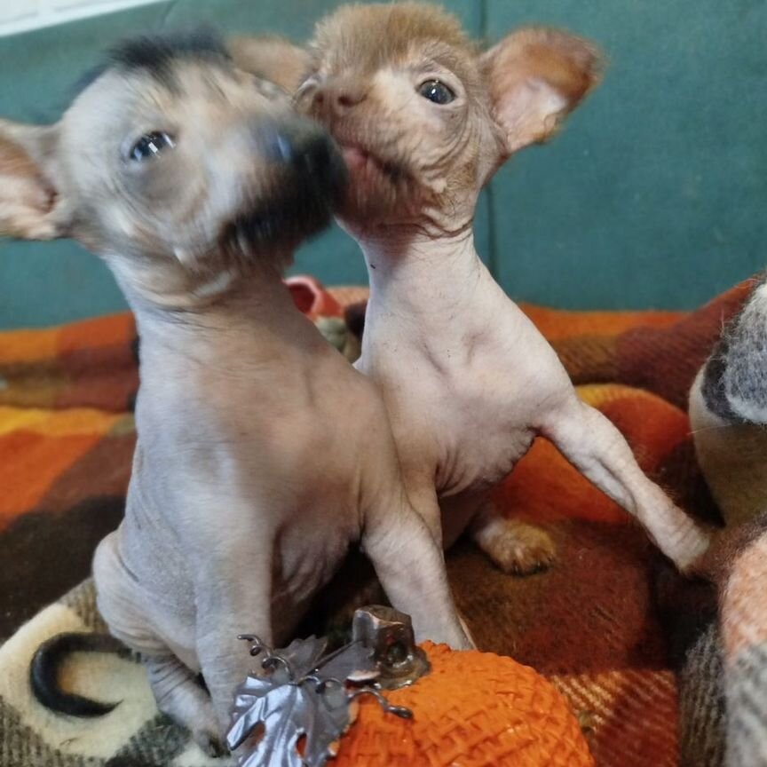 Китайская хохлатая, щенок