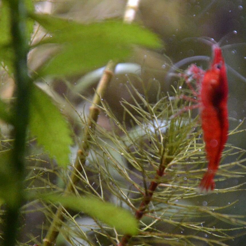 Креветки Красный огонь, чистая линия