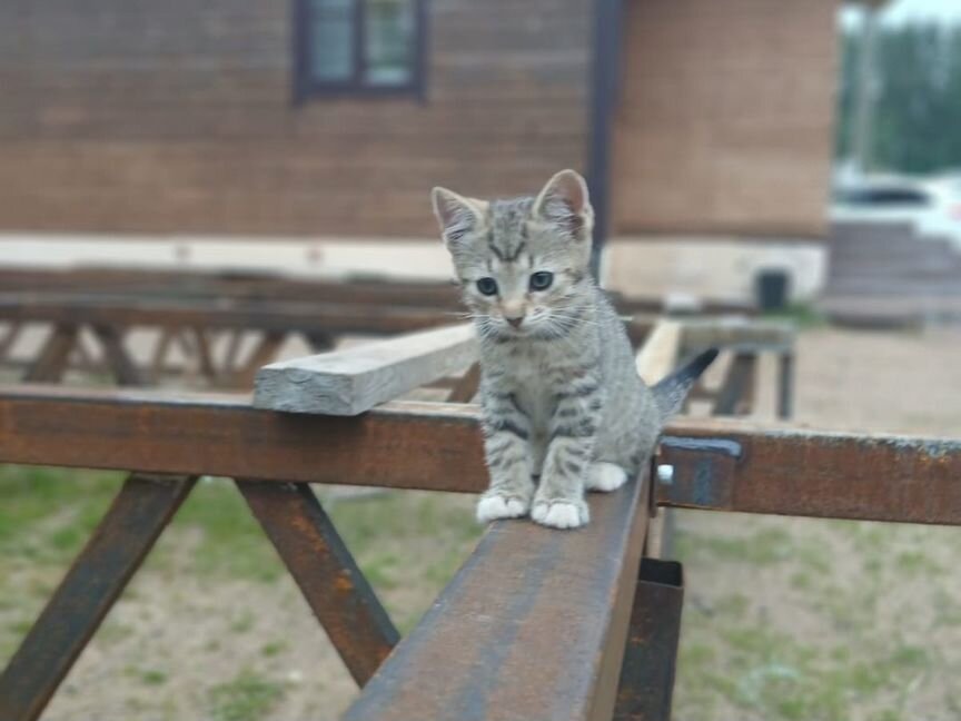 Котята в добрые руки