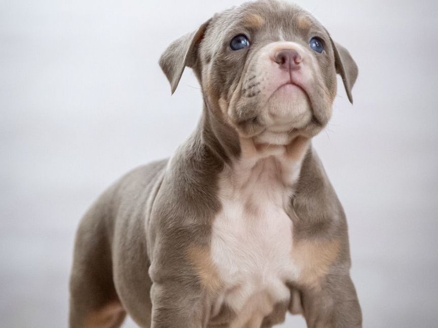 Американский булли девочки