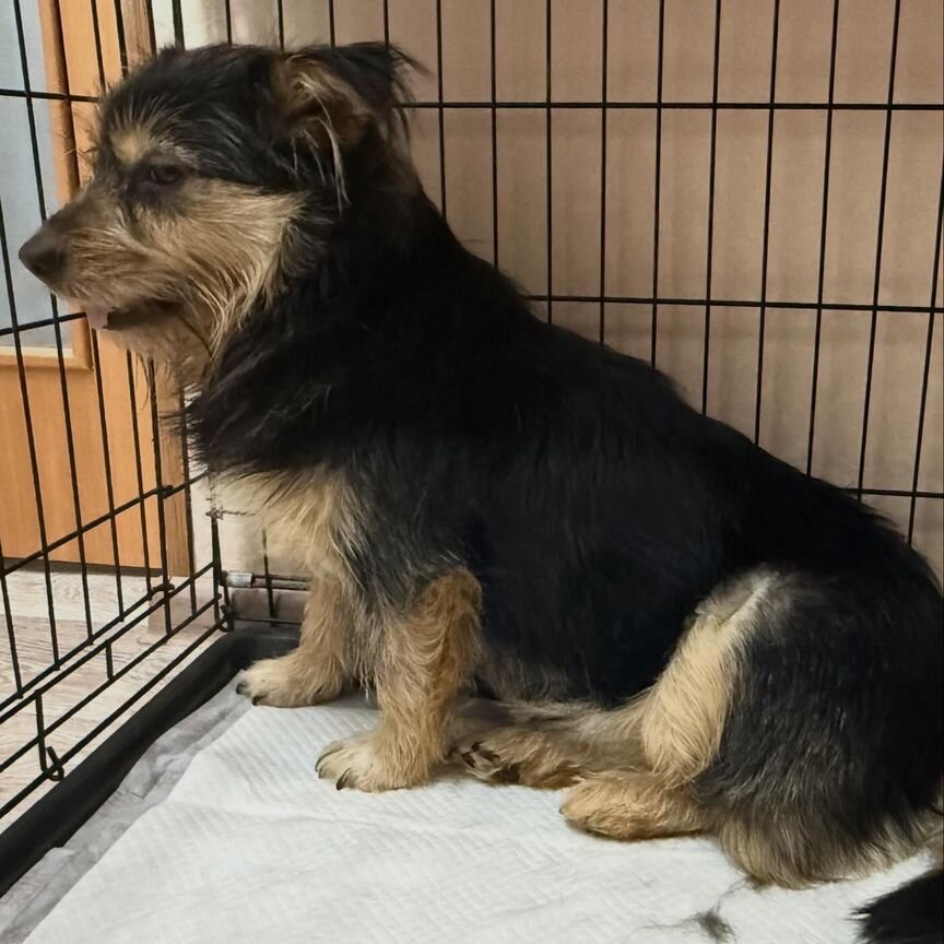 Взрослая собака в добрые руки