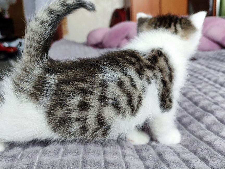 Котенок в самые добрые руки, мальчик