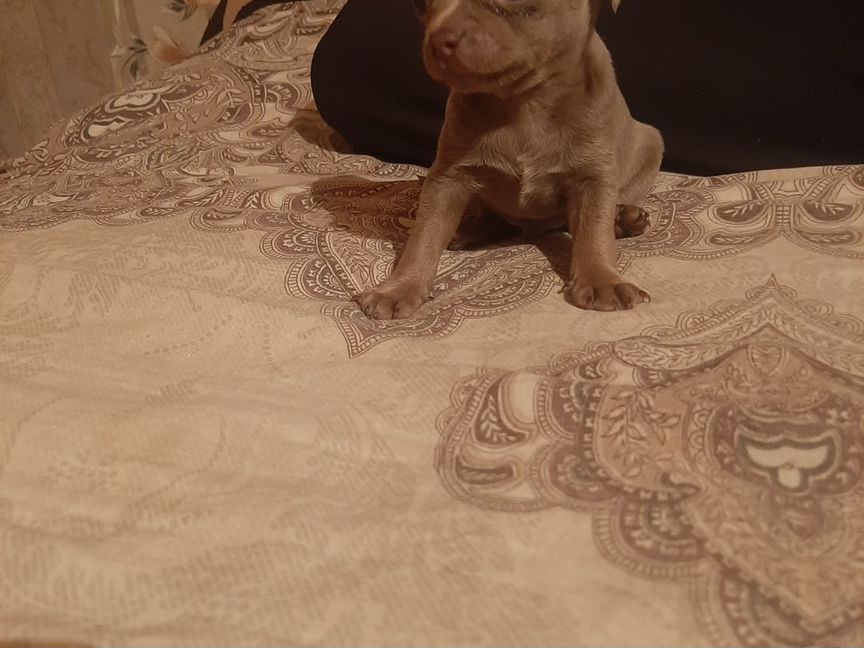 Щенки чихуахуа