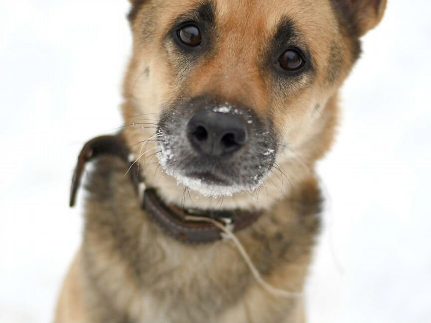 Маленькая собака из приюта ждет семью
