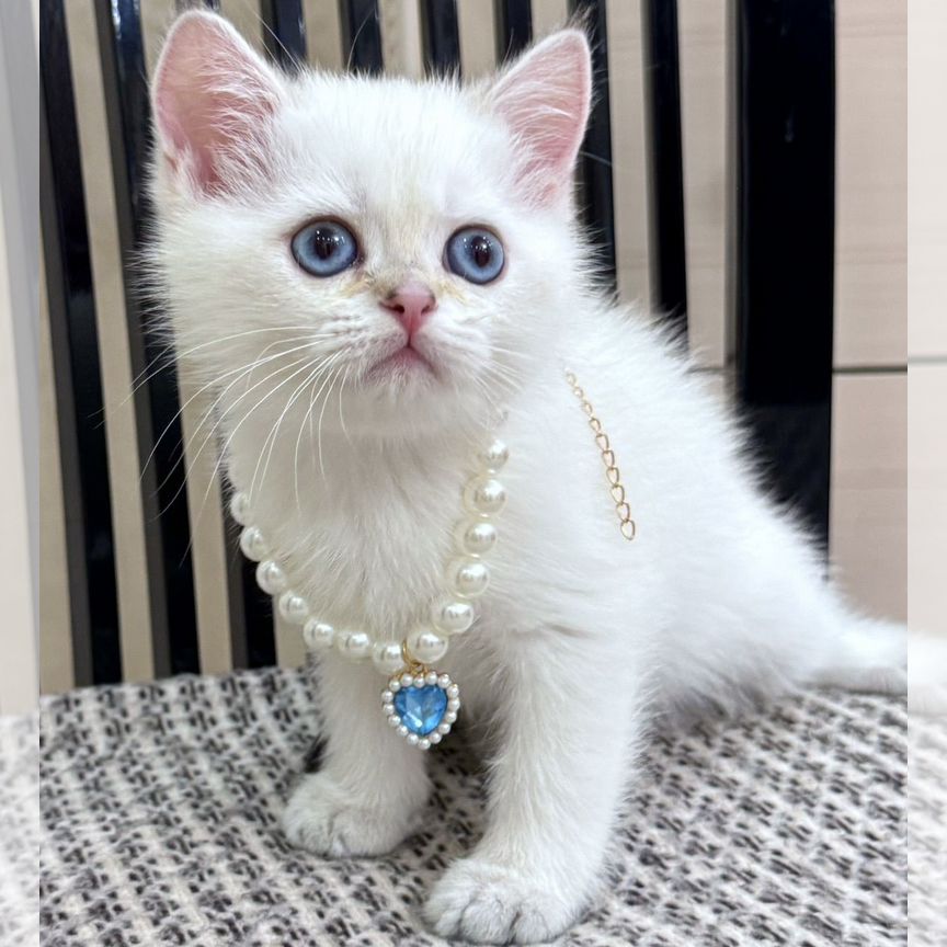 Шотландский прямоухий короткошёрстный котёнок