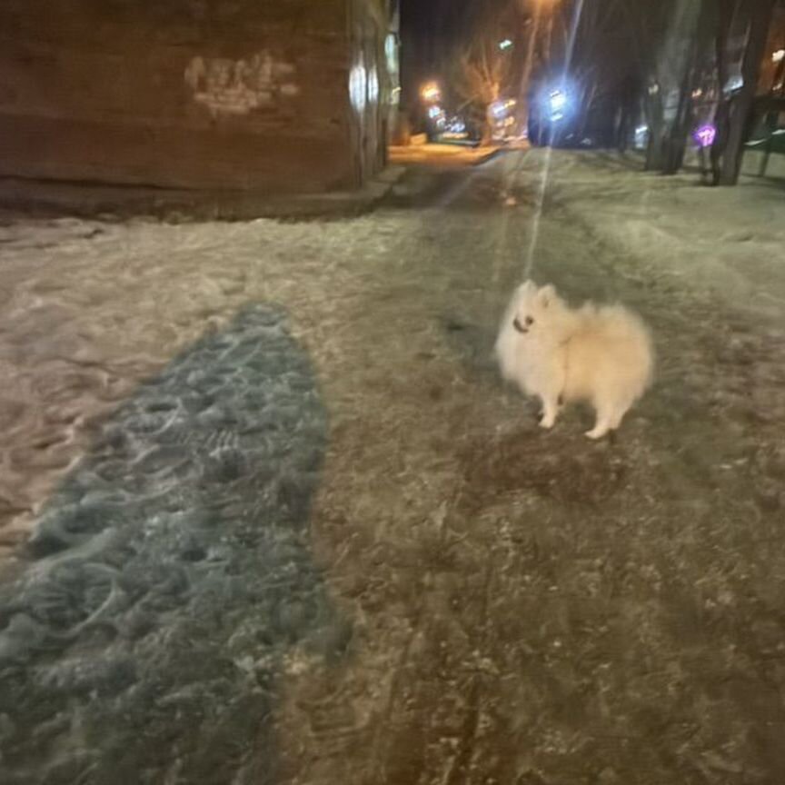 Немецкий шпиц той (померанский)