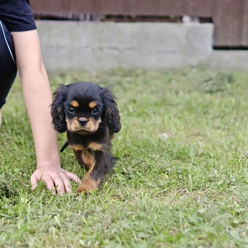Кавалер кинг чарльз спаниель