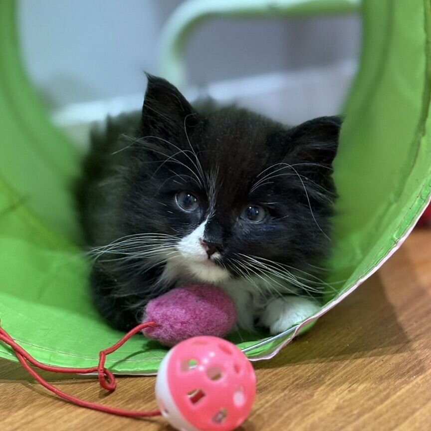 Котёнок в добрые руки