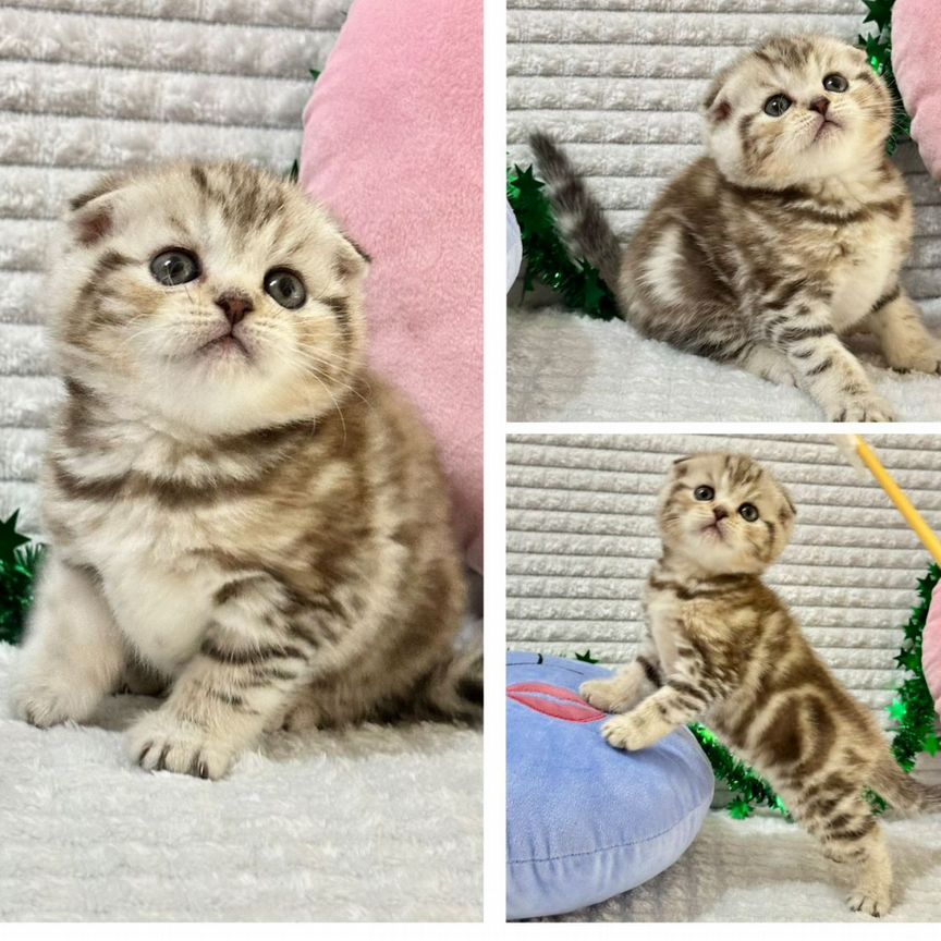 Шотландские вислоухие котята
