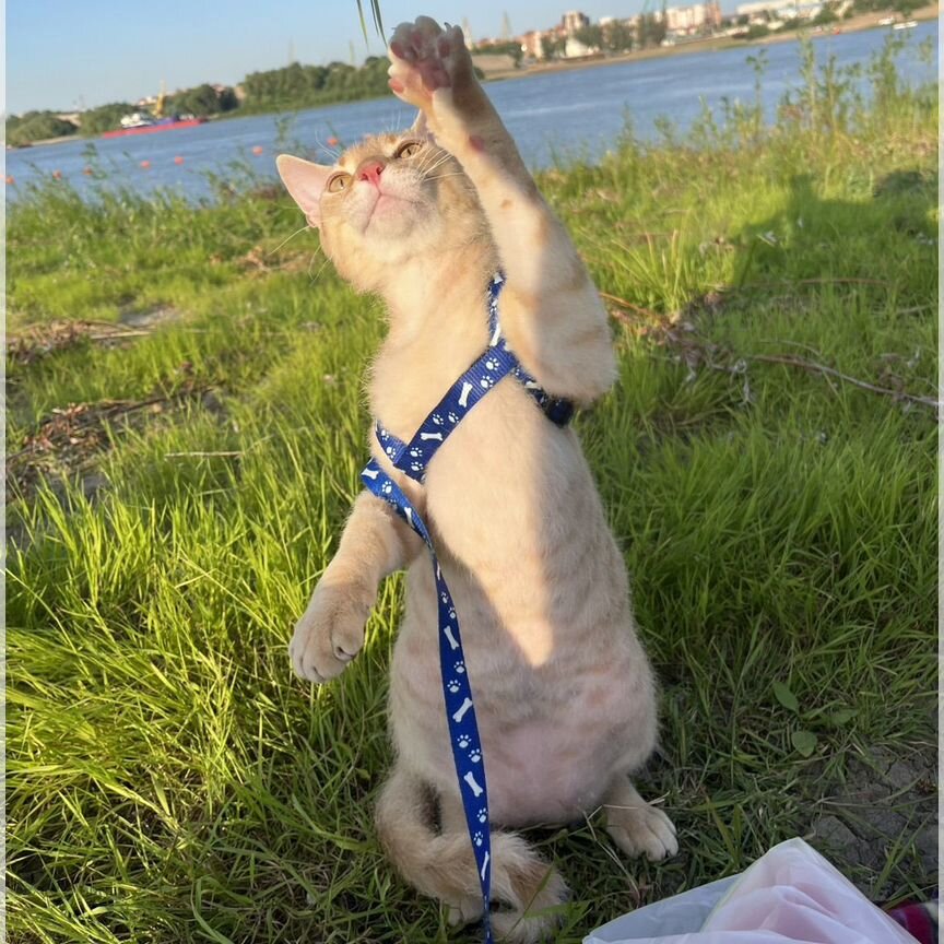 Донской сфинкс, взрослый кот