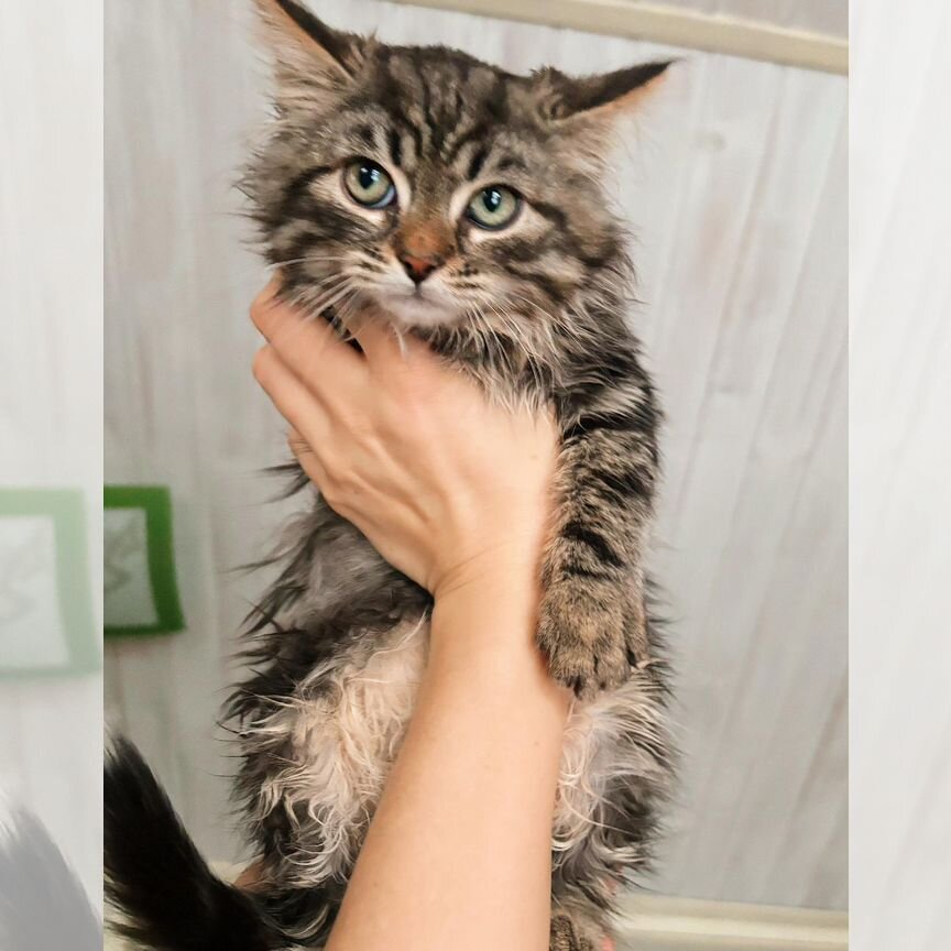 Пушистый Фонарик котёнок в добрые руки