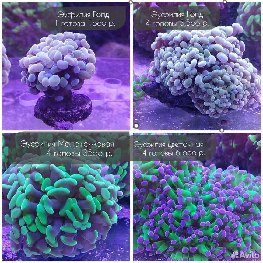 Живые кораллы для ма