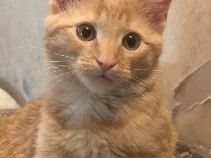 Рыжий котенок