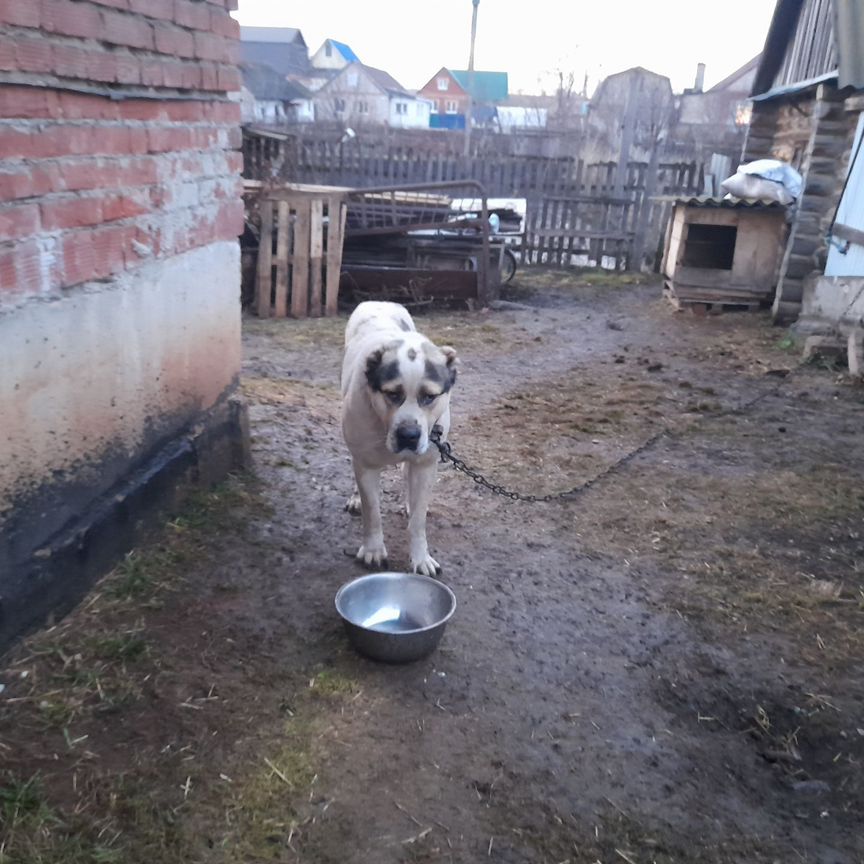 Собака в добрые руки алабай