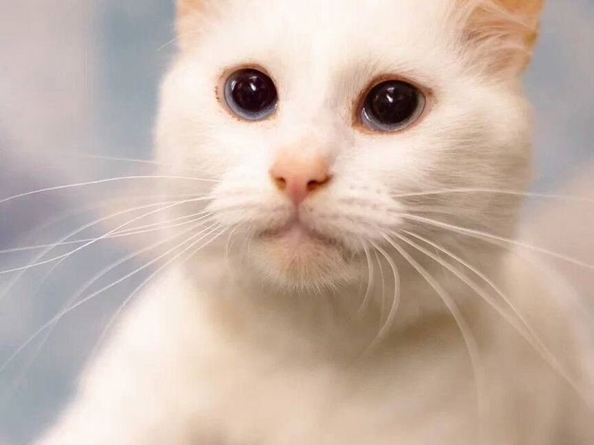 Кошка Ева ищет дом