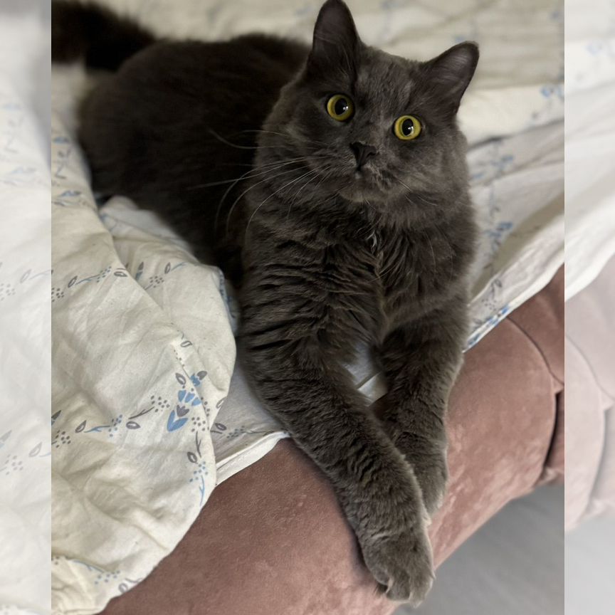 Кот бесплатно