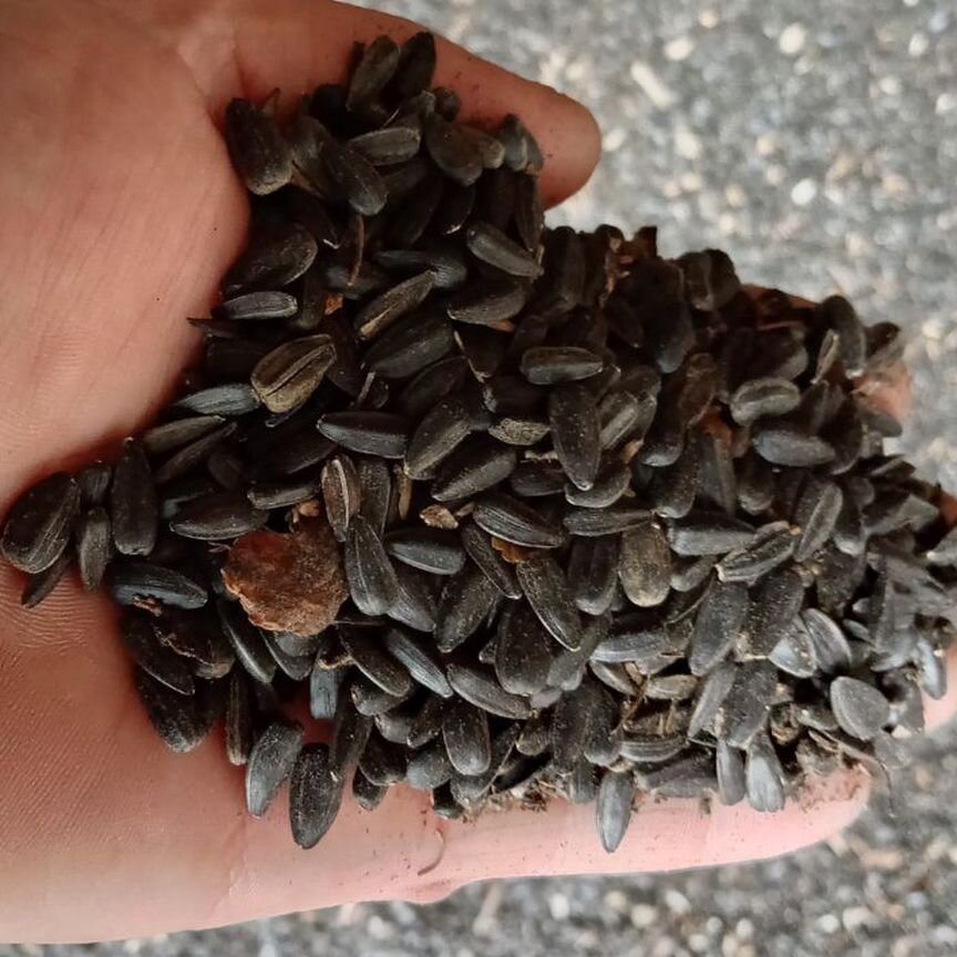 Семечки подсолнечника