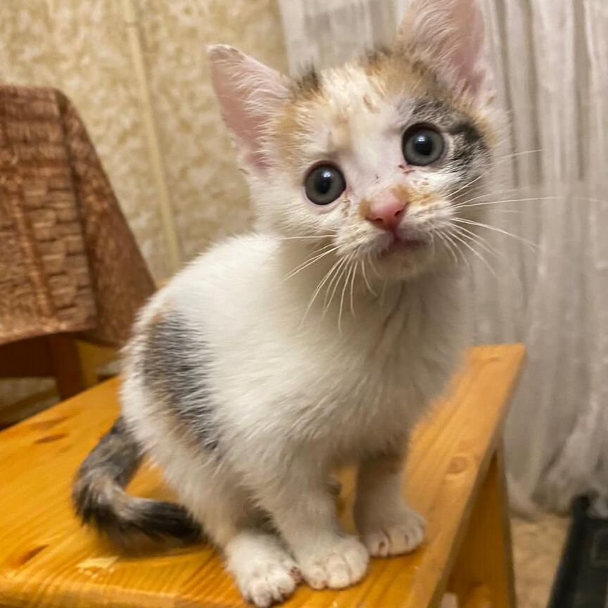 Малышка пеструшка 1.5 мес. а добрые ручки