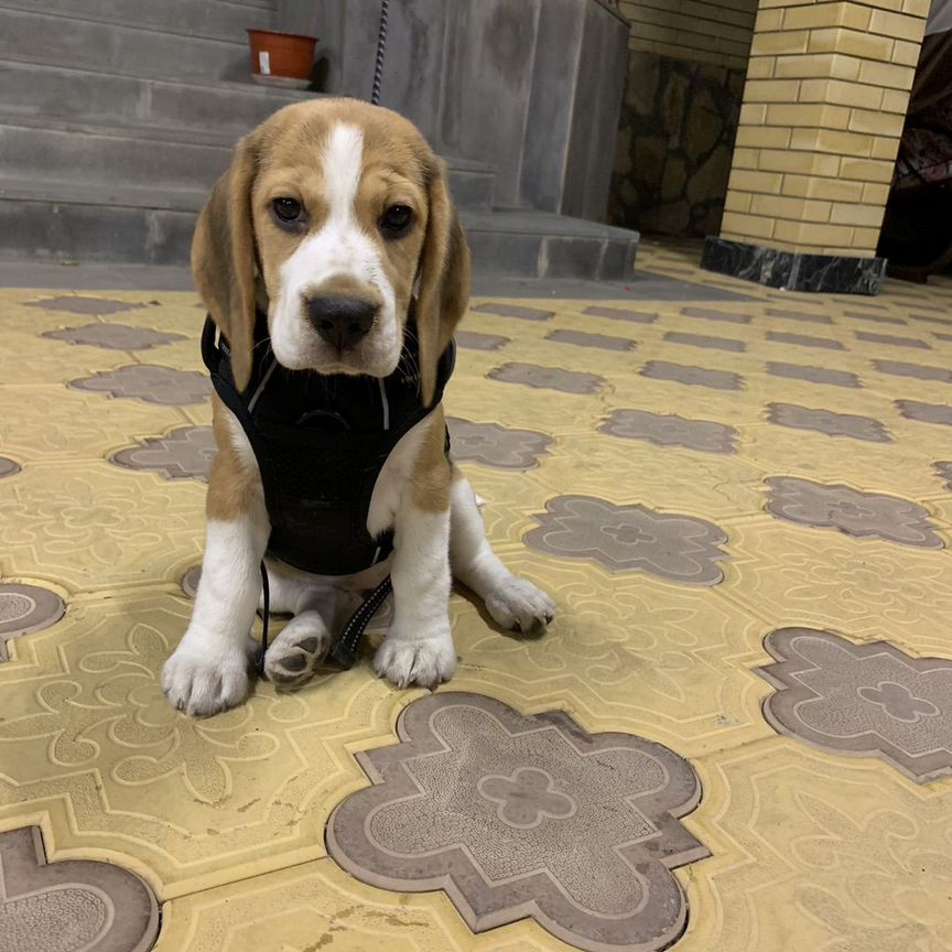 Щенок бигль