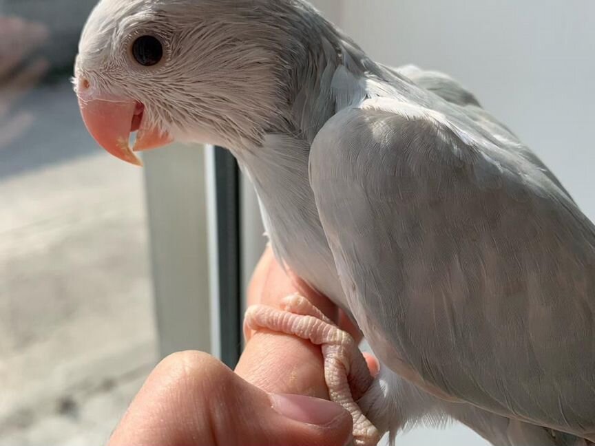 Выкормыш Ожереловый белоголовый